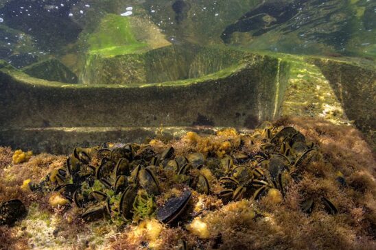 ECOncrete®: concrete that enhances biodiversity - AIVP