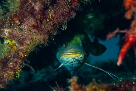 Seaboost: turnkey solutions for biodiversity - AIVP